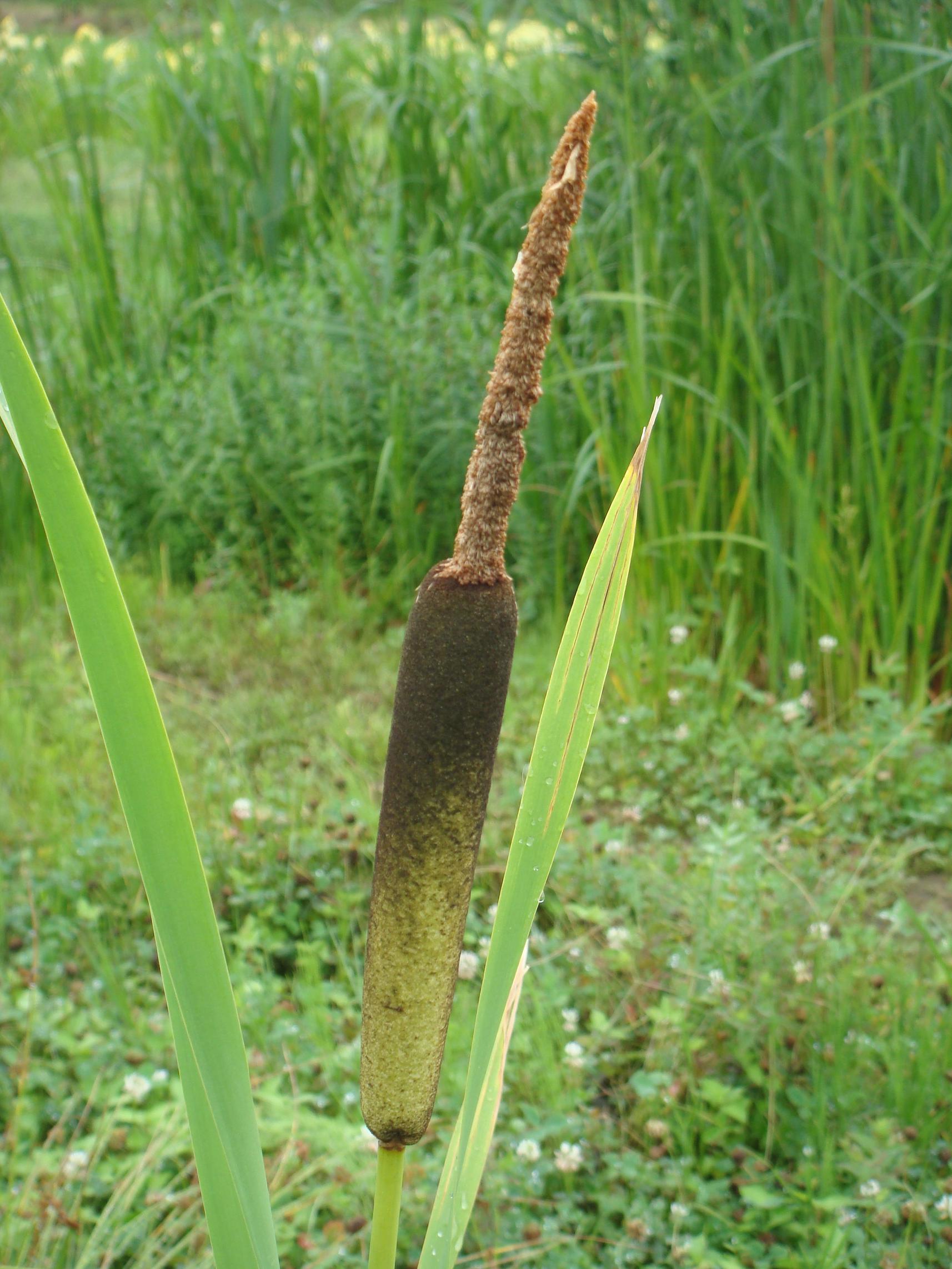 Typha orientalis C. Presl